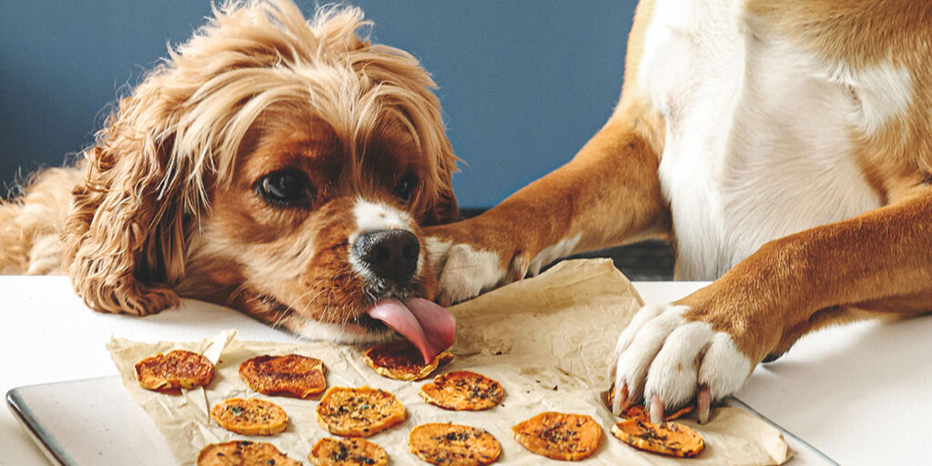 Easy Sweet Potato Dog Treats - Eggs.ca