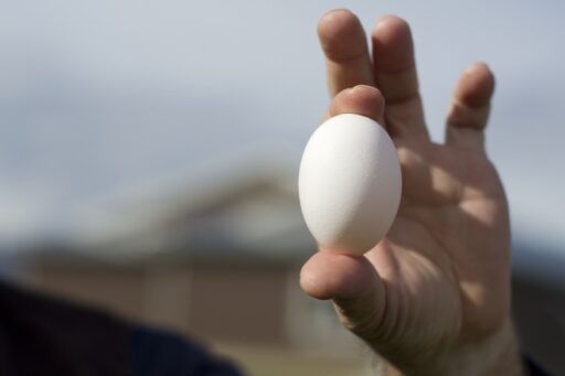 What are the different kinds of eggs at the grocery store? - Eggs.ca