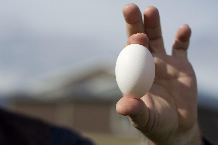 How do the eggs get to the grocery store? - Eggs.ca
