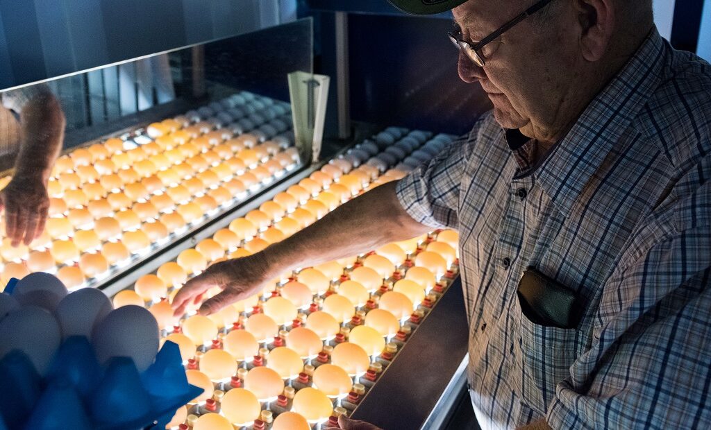 What is an egg grading station? - Eggs.ca